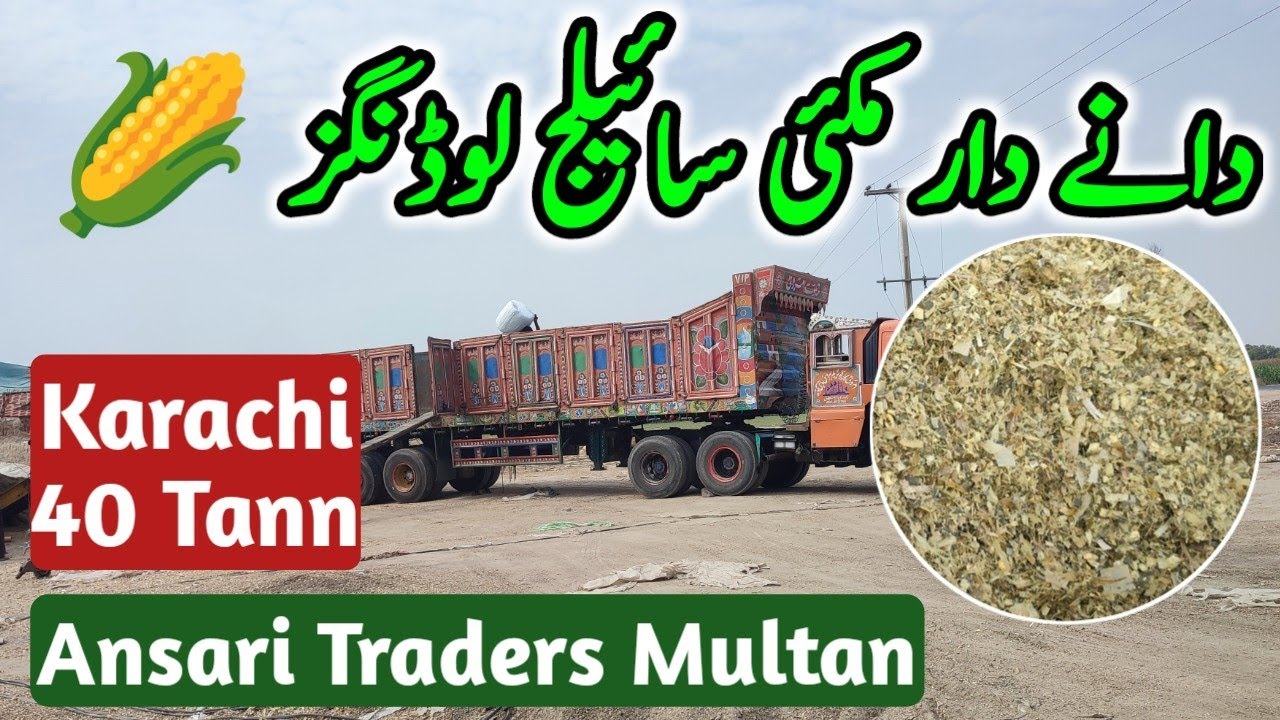 8th October 2024 | Corn 🌽 Silage Loading for Karachi | Ansari Silage | Ansari Traders Multan ...