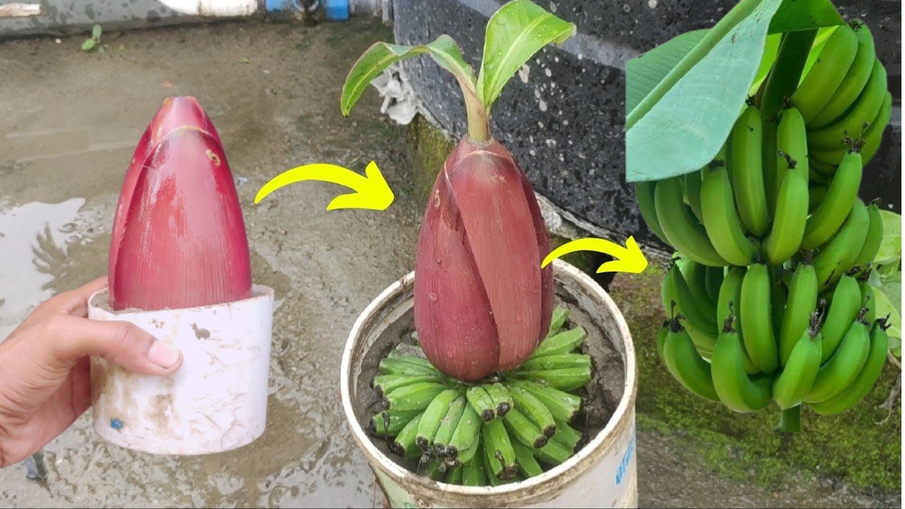 Creative method How to grow banana tree from banana flower || banana ...