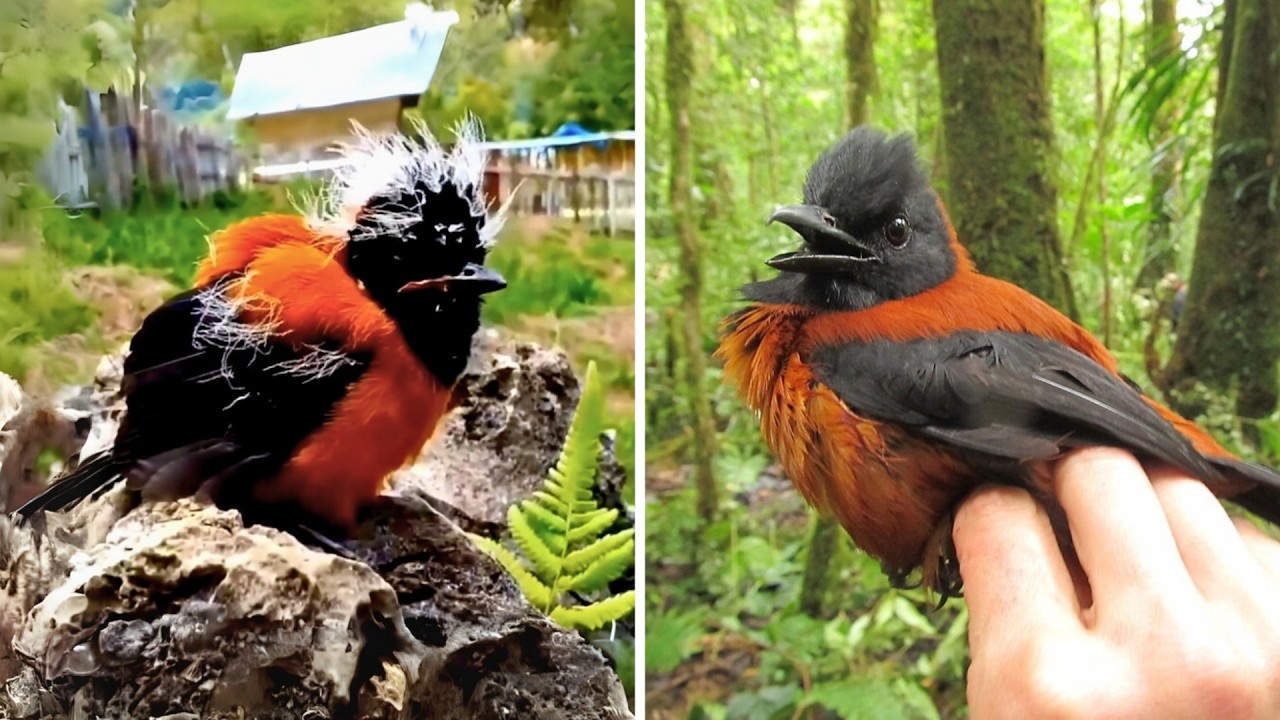 Hooded Pitohui ⚠️ Do NOT Touch This Bird! - YouTube