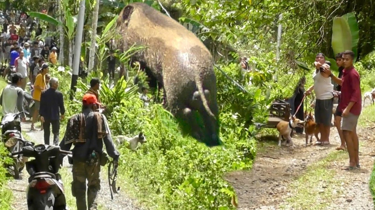 SANGAT DRAMATIS‼️ PENGEPUNGAN HAMA BABI HUTAN DI RAWA RAWA DI TEPI ...