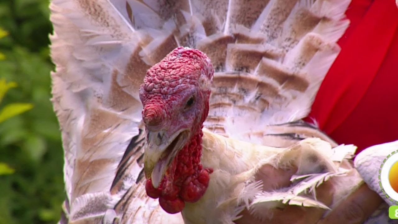 ¿Cuánto vive un chompipe? - YouTube