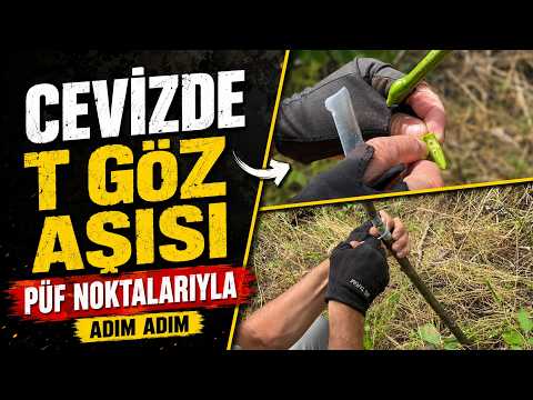 Cevizde T Göz Aşısı Nasıl Yapılır? | Püf Noktalarıyla Uygulamalı Anlatım