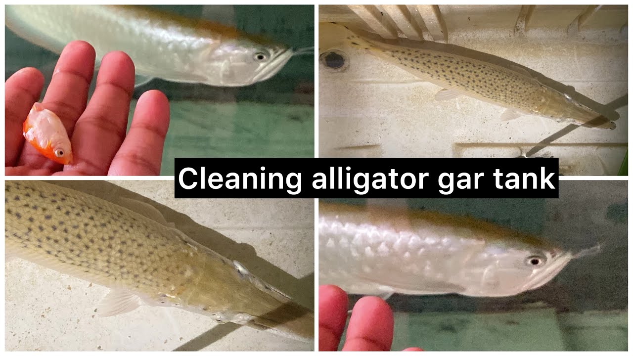 Cleaning alligator gar tank and redtail catfish tank | live feeding ...