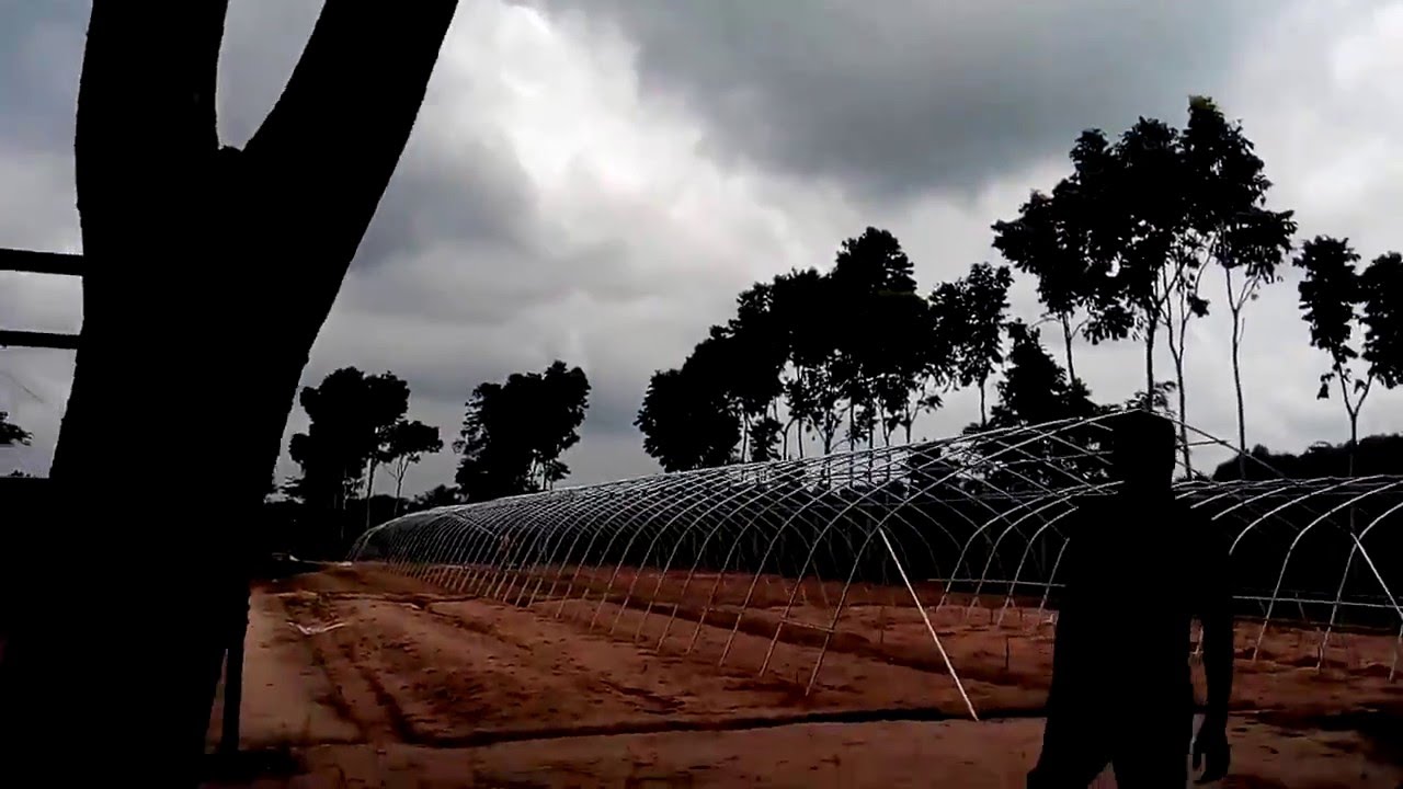 HALDA VALLEY TEA GARDEN (v2) one of the model tea gardens in ...