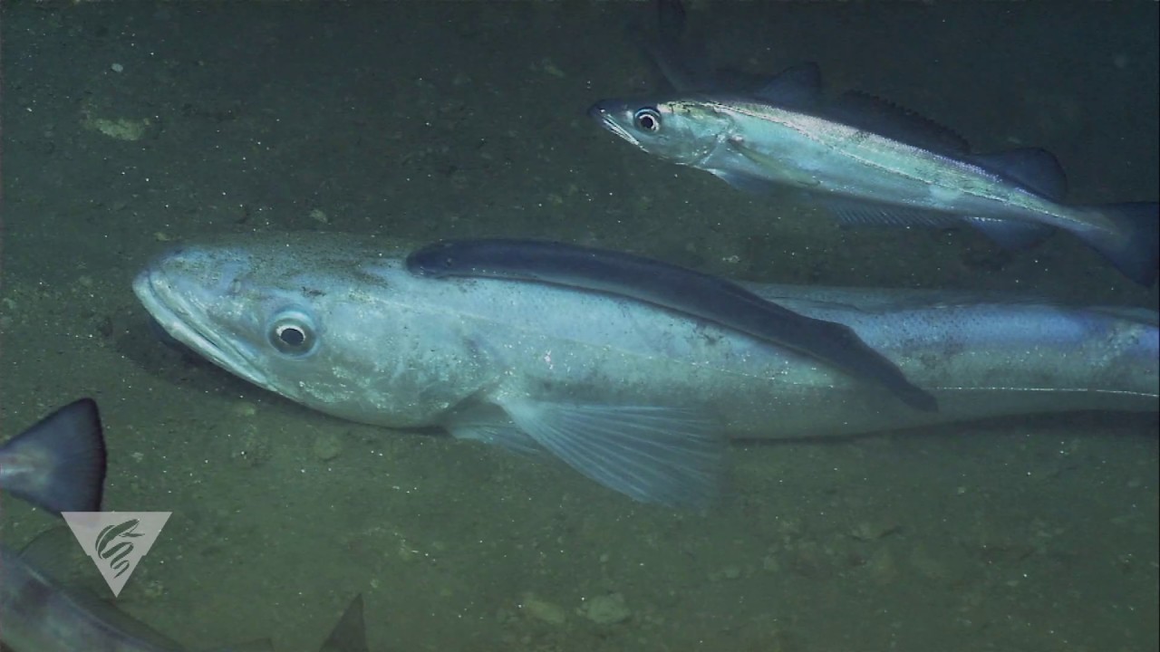 Stuck on you: This hake has a parasitic lamprey, but not for long ...