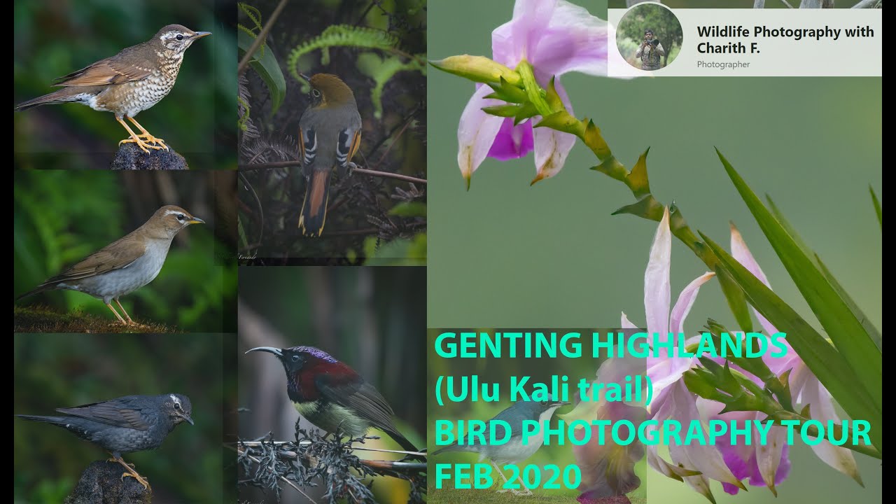 Ulu Kali Trail, Genting Highlands, Malaysia - Bird Photography - Feb ...