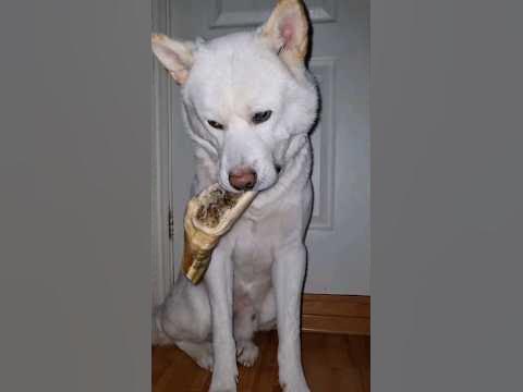 всю ночь охранял копыто от котов... #смешныеживотные - YouTube