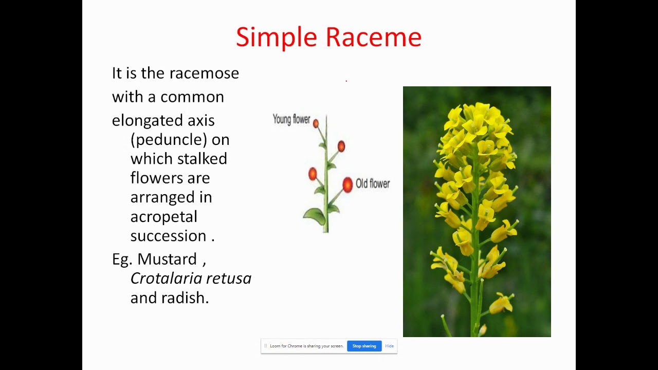 Racemose Inflorescence Part I - YouTube