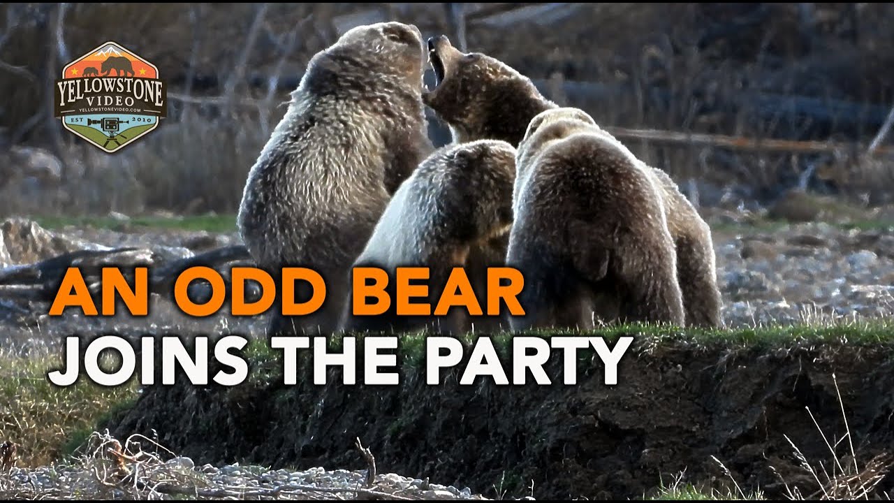 AN ODD BEAR JOINS THE PARTY - a new male on a female? but she still has ...