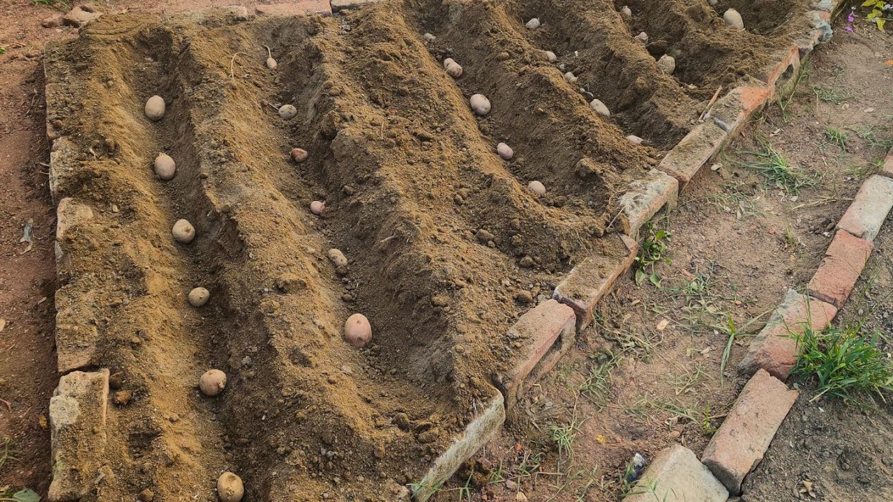 The ULTIMATE Potato Planting Guide – Double Your Harvest with These ...