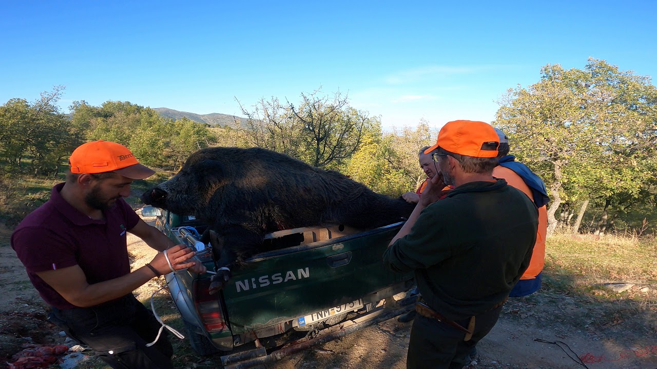 ΚΥΝΗΓΙ ΑΓΡΙΟΧΟΙΡΟΥ ΣΤΟ ΒΛΑΧΟΓΙΑΝΝΗ(ΚΑΠΡΟΣ) - YouTube
