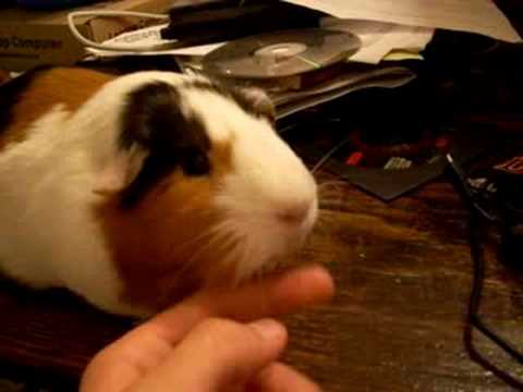 VERY FAT Guinea Pig!! LOL - YouTube