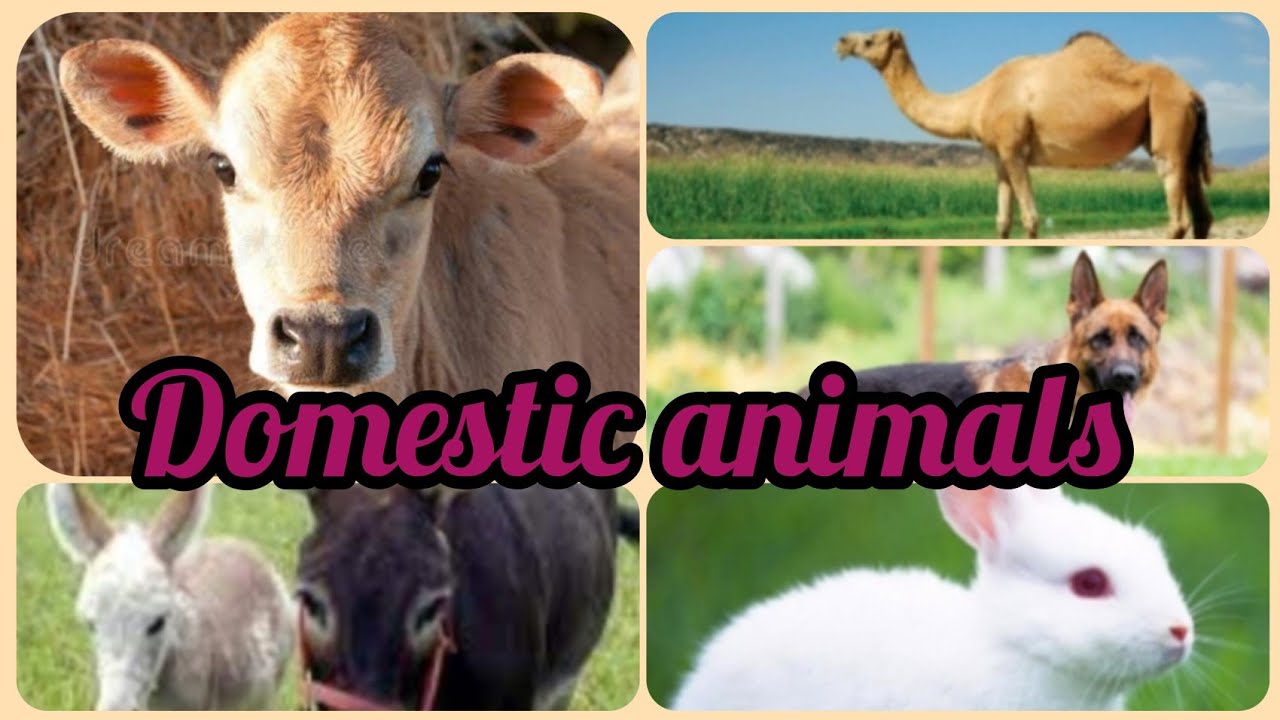 Domestic animals 🐄🐓 - YouTube