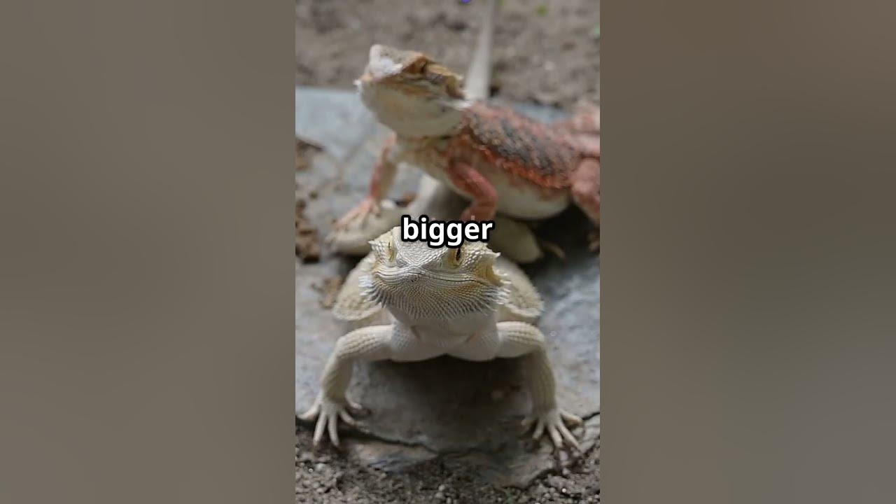 Bearded Dragons: Nature's Chill Reptiles! #beardeddragon #reptiles #animals #wildlife - YouTube