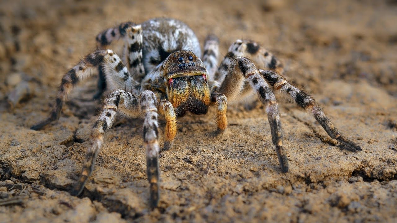 Big European wolf spider – South Russian tarantula (Lycosa singoriensis ...