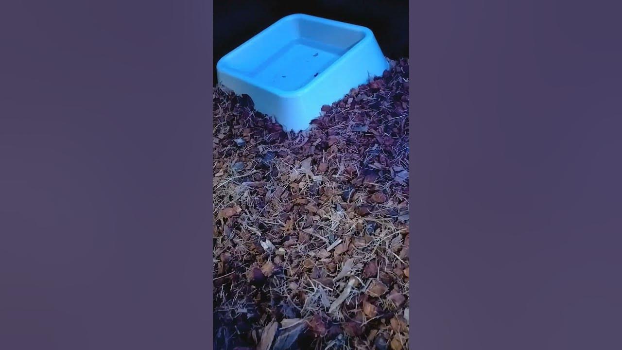 Burmese python handling tips and tricks.💯‼️🔥 nibbles - YouTube