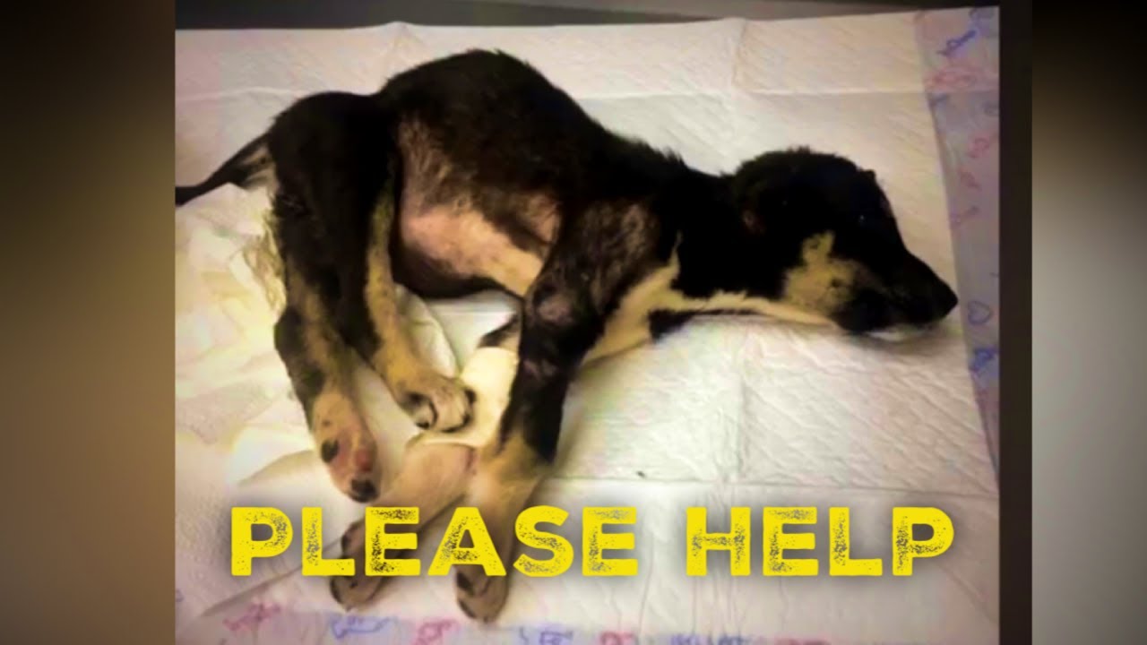 Rescuing dog with Gastritis Because He has to Eat Garbage To Live - YouTube