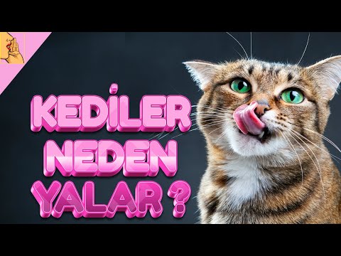 Kedim Sürekli Kendini Yalıyor Neden ? İşte Bunun 9 Sebebi #kedi #britishshorthair #scottishfold