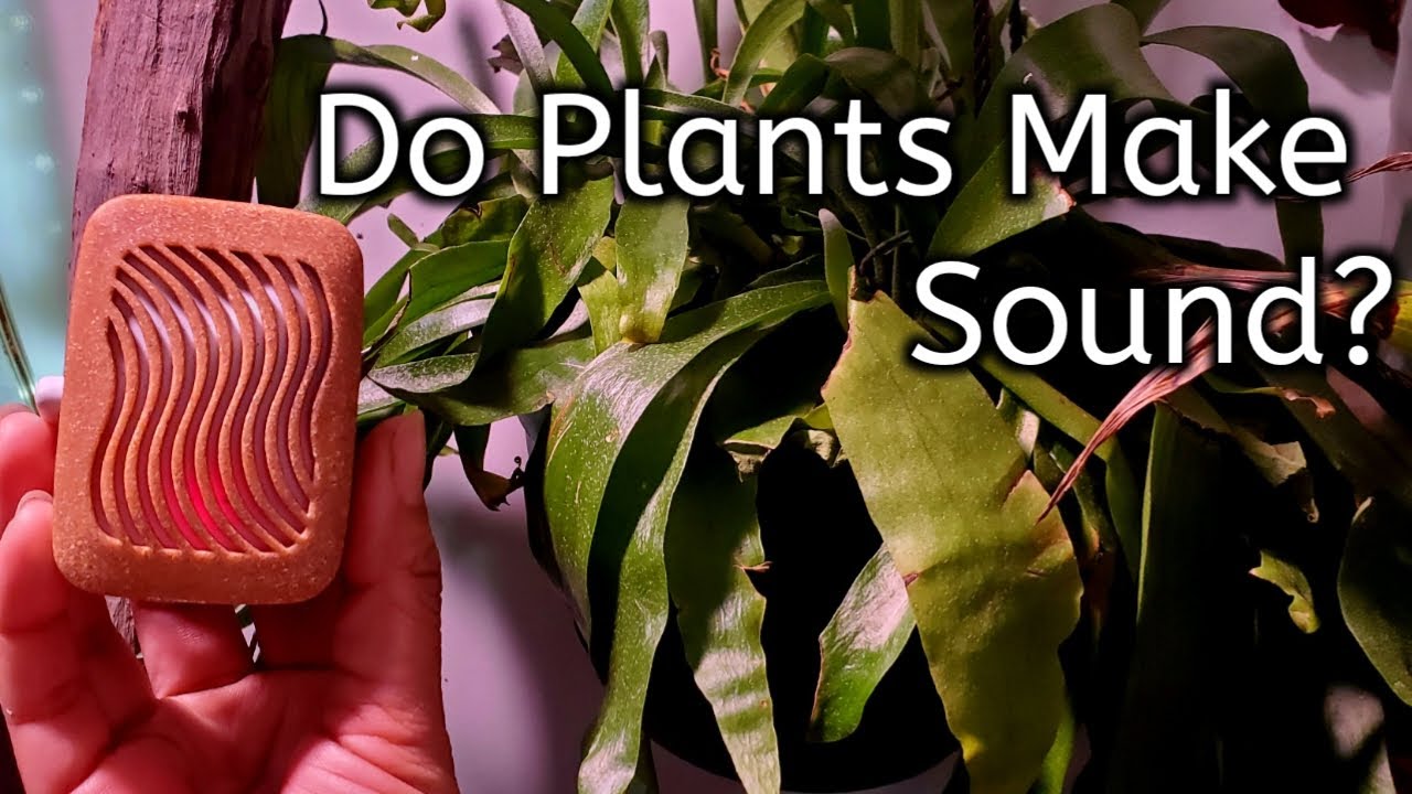 Can Plants Make Sounds The Plantwave Can Make It Happen YouTube Can Plants Make Sounds The Plantwave Can Make It Happen YouTube