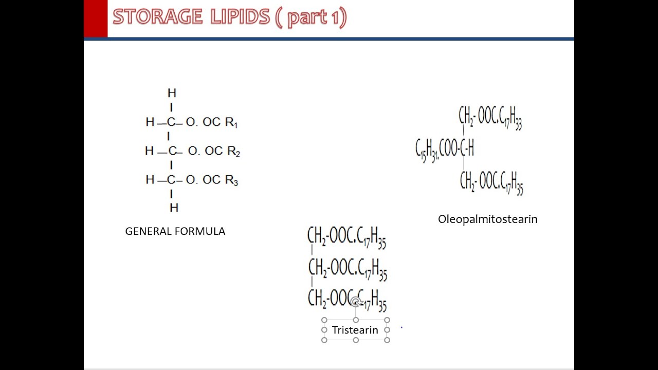 STORAGE LIPIDS PART 1 - YouTube
