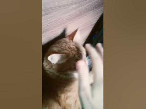 кот# пистолет# - YouTube