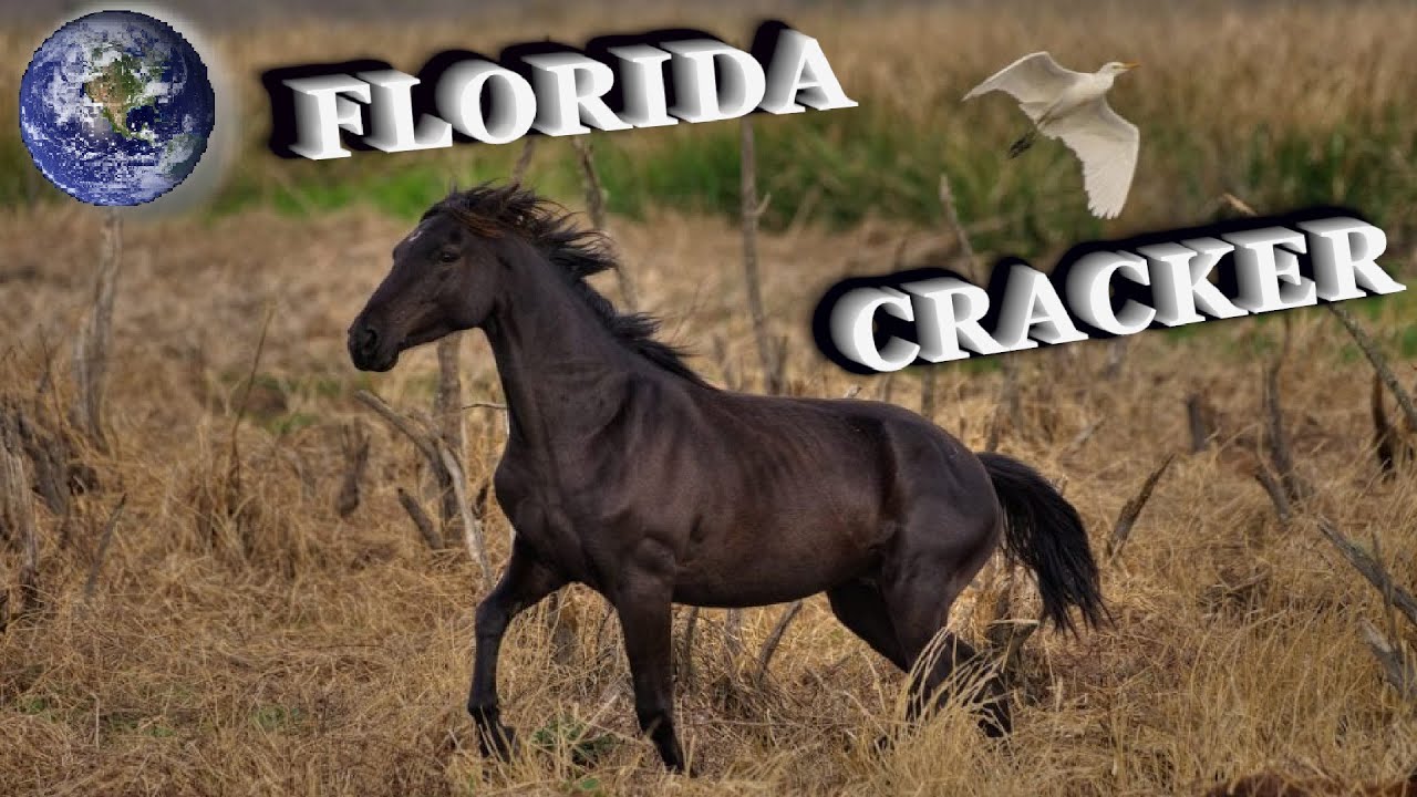 TOP Beautiful Florida Cracker Horse in the World! - YouTube