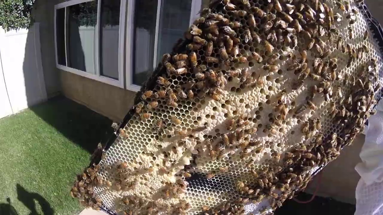 Nerds and Bees Beekeeper POV video! - YouTube