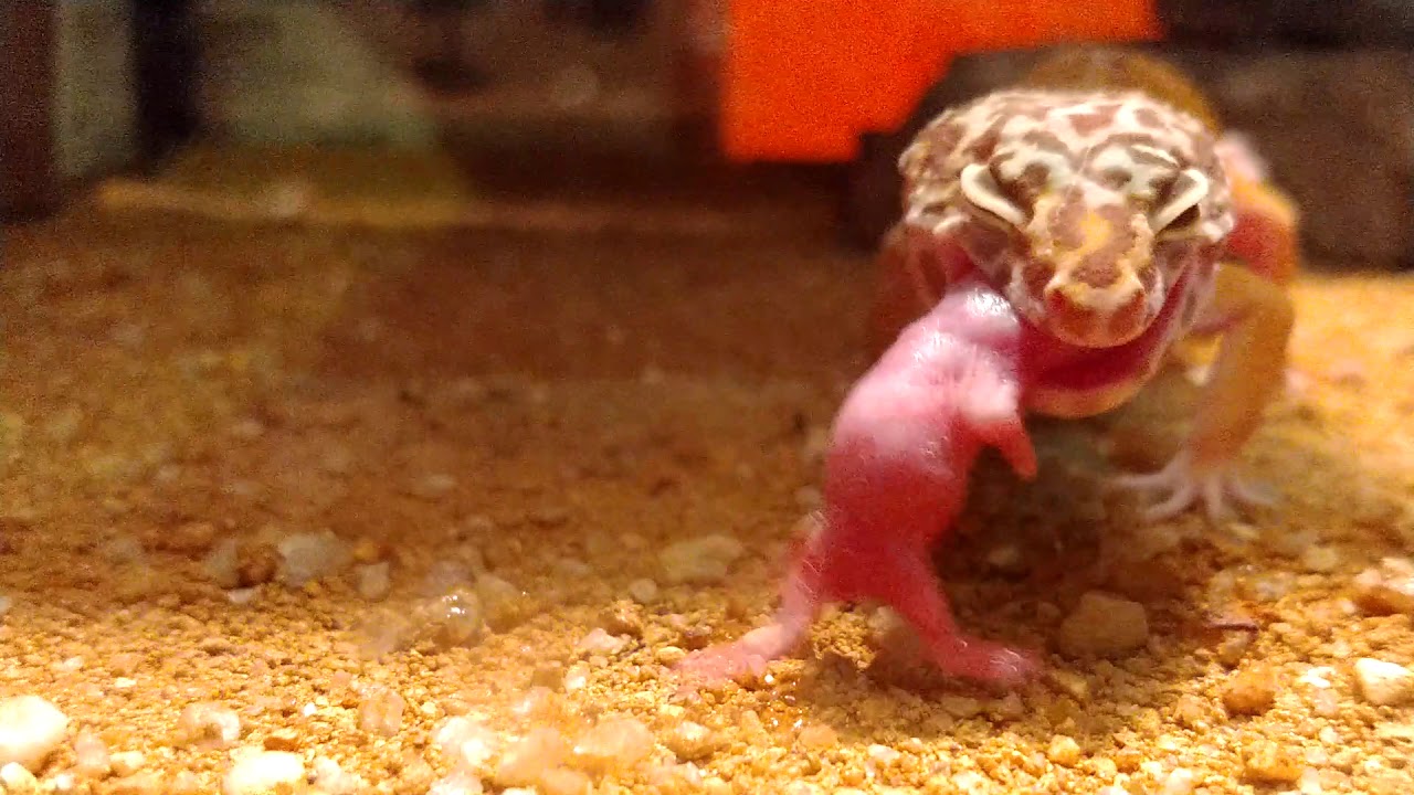Leapard Gecko eating pinkie mouse - YouTube