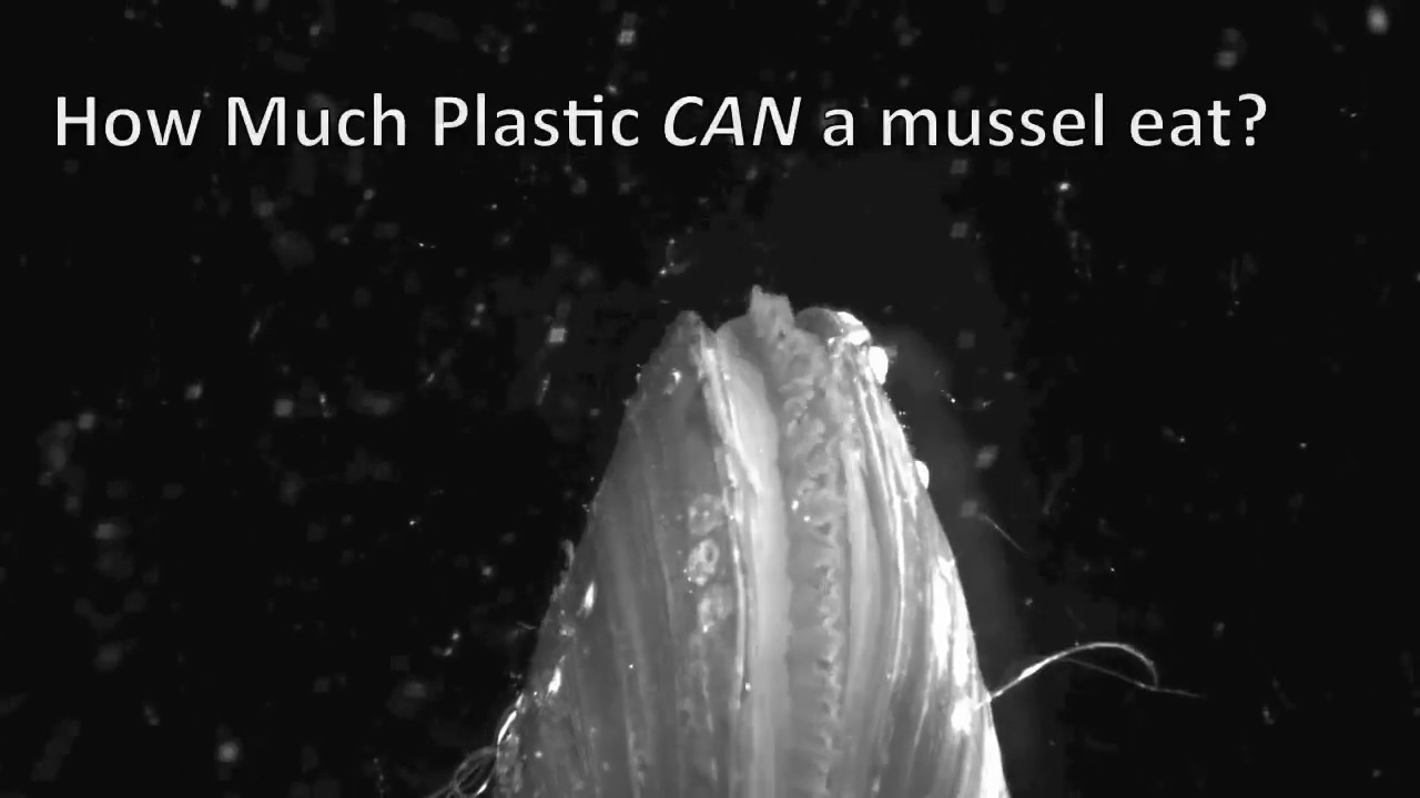 Mussel Spits Out Microplastic - YouTube