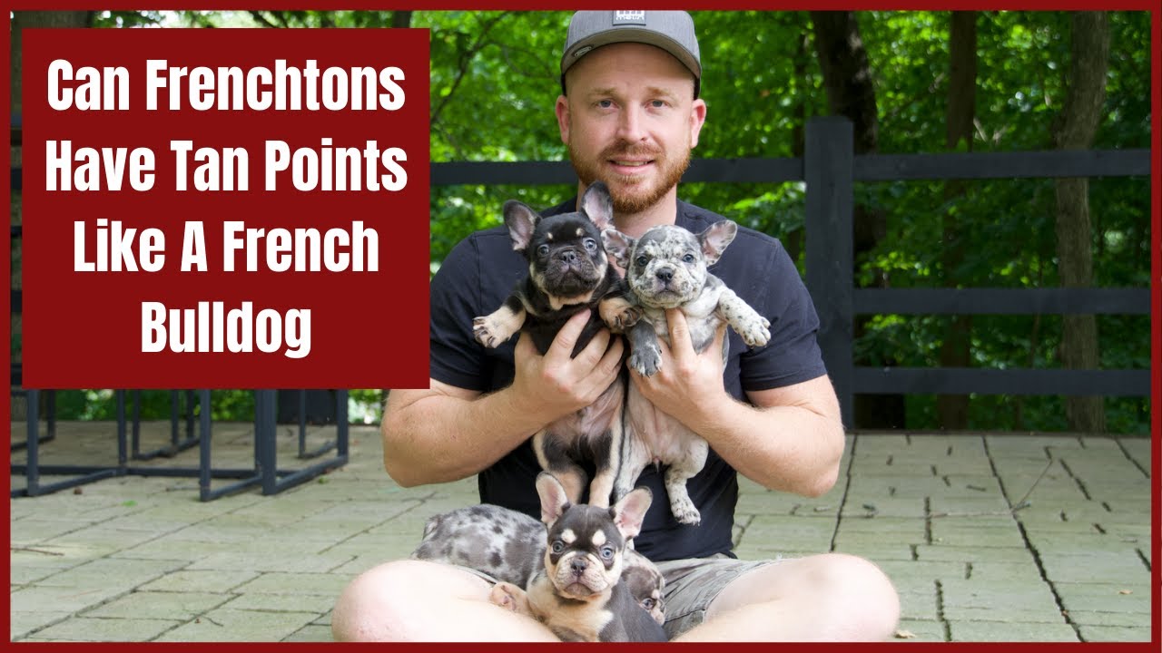 Can Frenchtons Have Tan Points Like A French Bulldog - YouTube