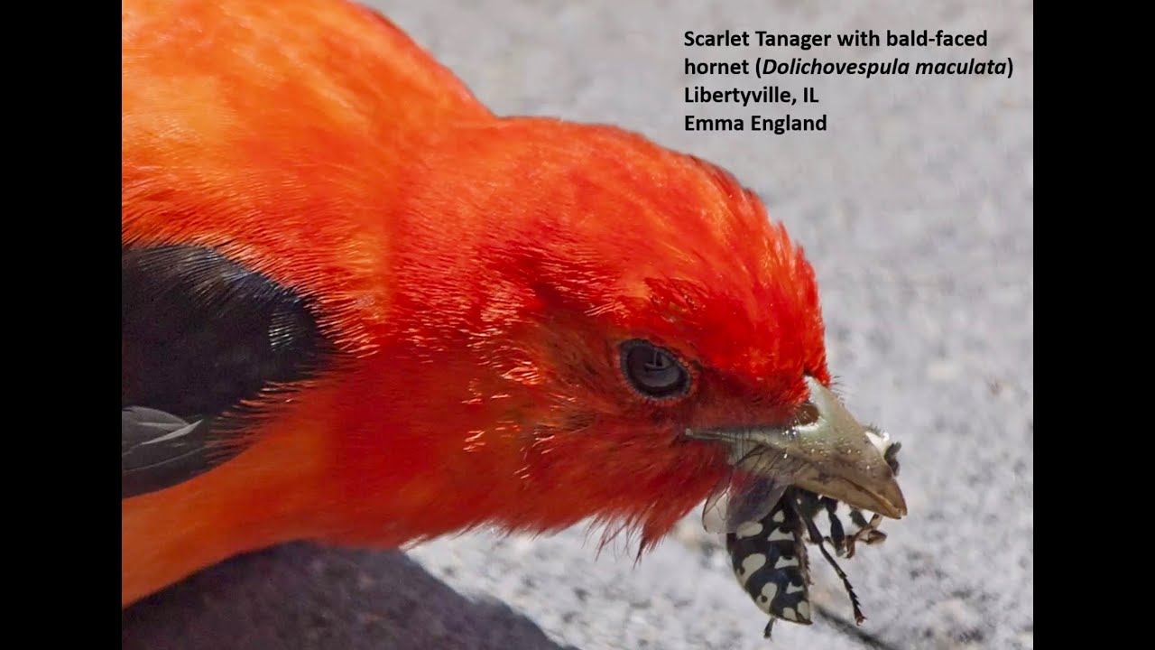 The Amazing Bird Insect Food Web - YouTube