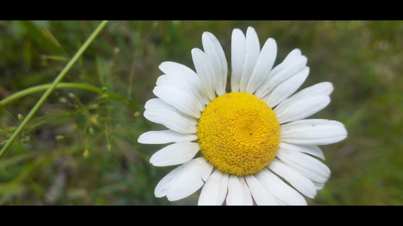 Health benefits of daisy flower - YouTube