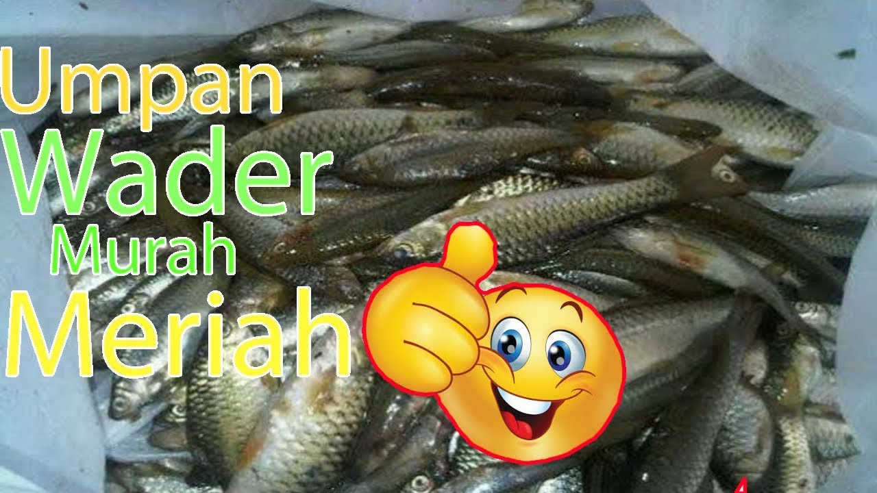 CARA MEMBUAT UMPAN IKAN WADER DI KALI - murah dan jitu - YouTube