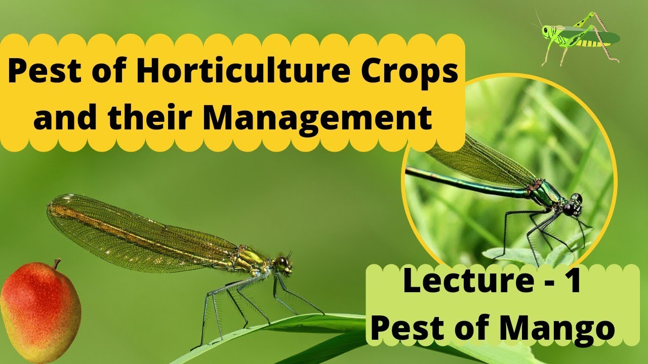 PEST OF HORTICULTURE CROPS | Lec - 1 Pest of Mango -Leaf Hopper, Mealy ...