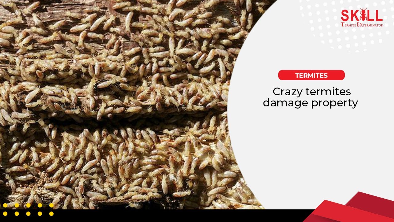 Crazy Termites Damage Property! - YouTube