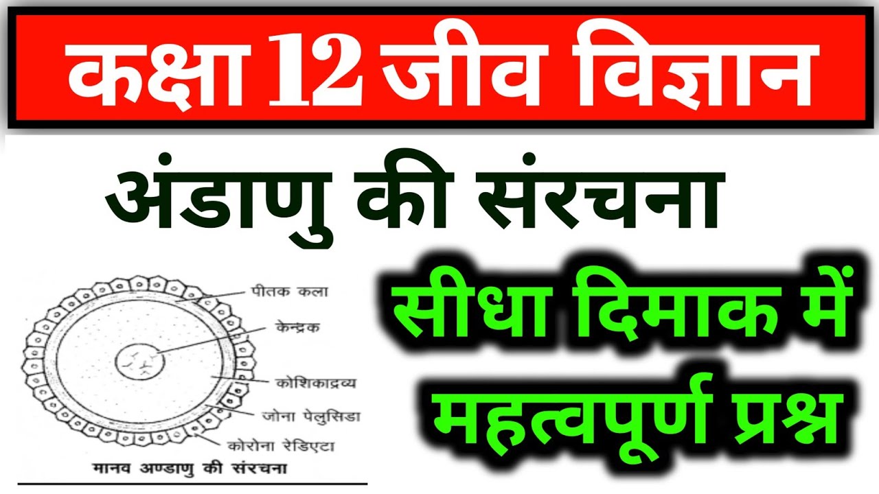 structure Of Ovum Biology Class 12 Class 12 Biology structure-of-ovum-biology-class-12-class-12-biology