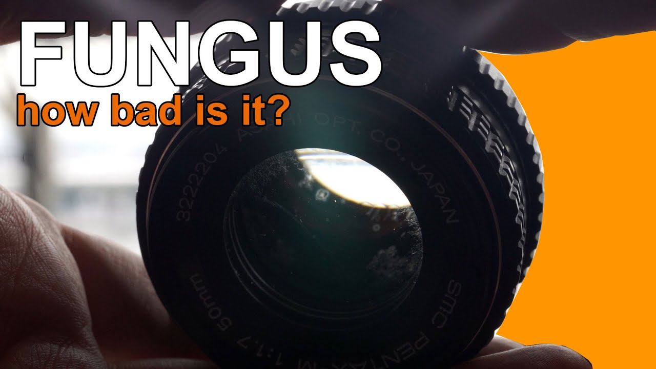 Same camera. same lens. tons of fungus. - YouTube