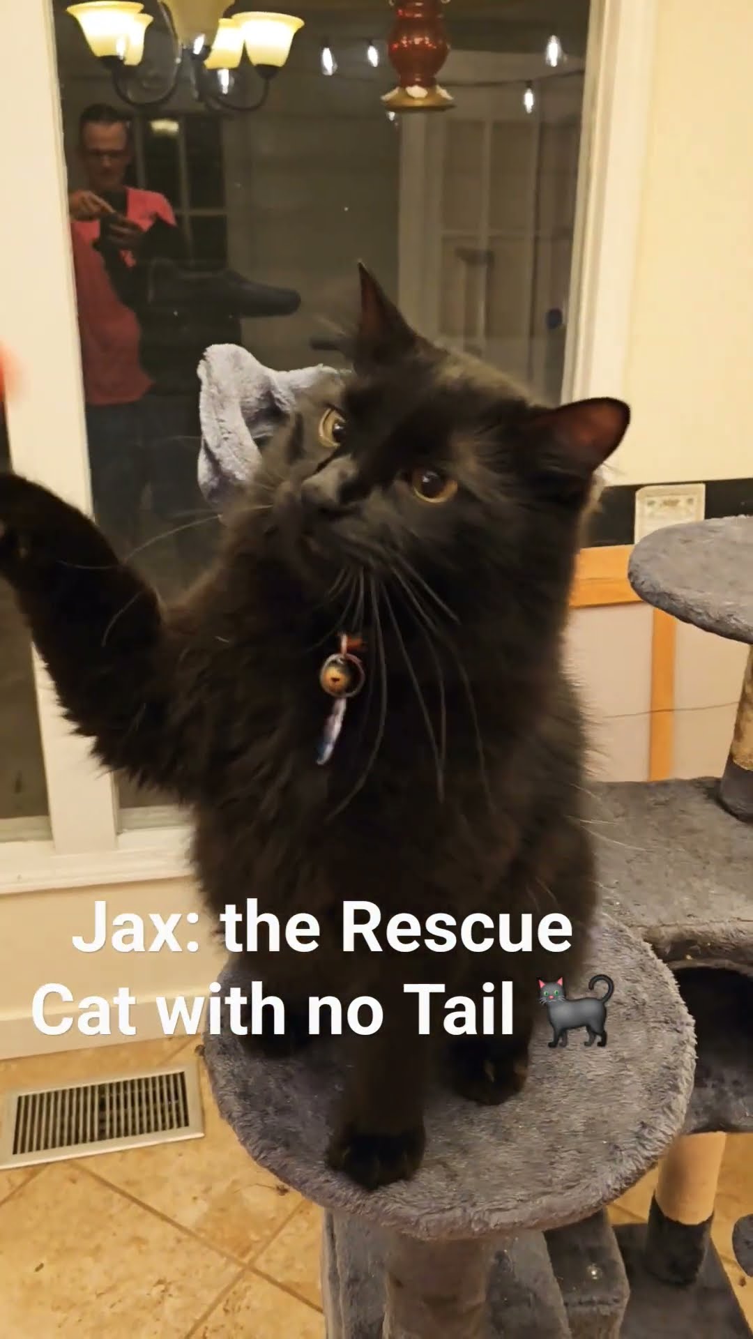 The Most Interesting #Cat Ever! Jax, the Rescued Kitten with No Tail ...