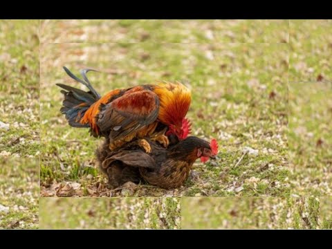 chicken and rooster lovely moment | hen meeting video | part 2 - YouTube