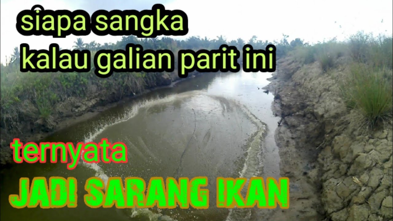 (jala ikan)siapa sangka kalau galian parit ini ternyata jadi sarang ...