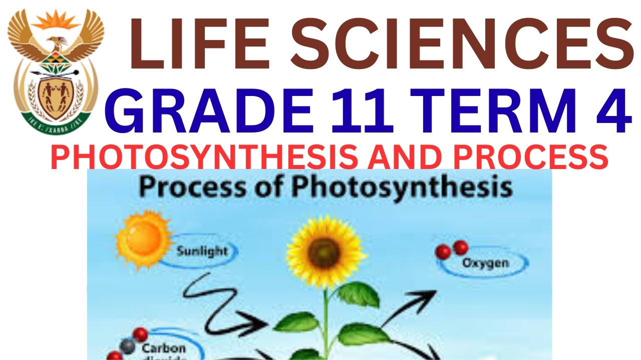 Life Sciences Grade 11 Photosynthesis and the process Term 4 November ...