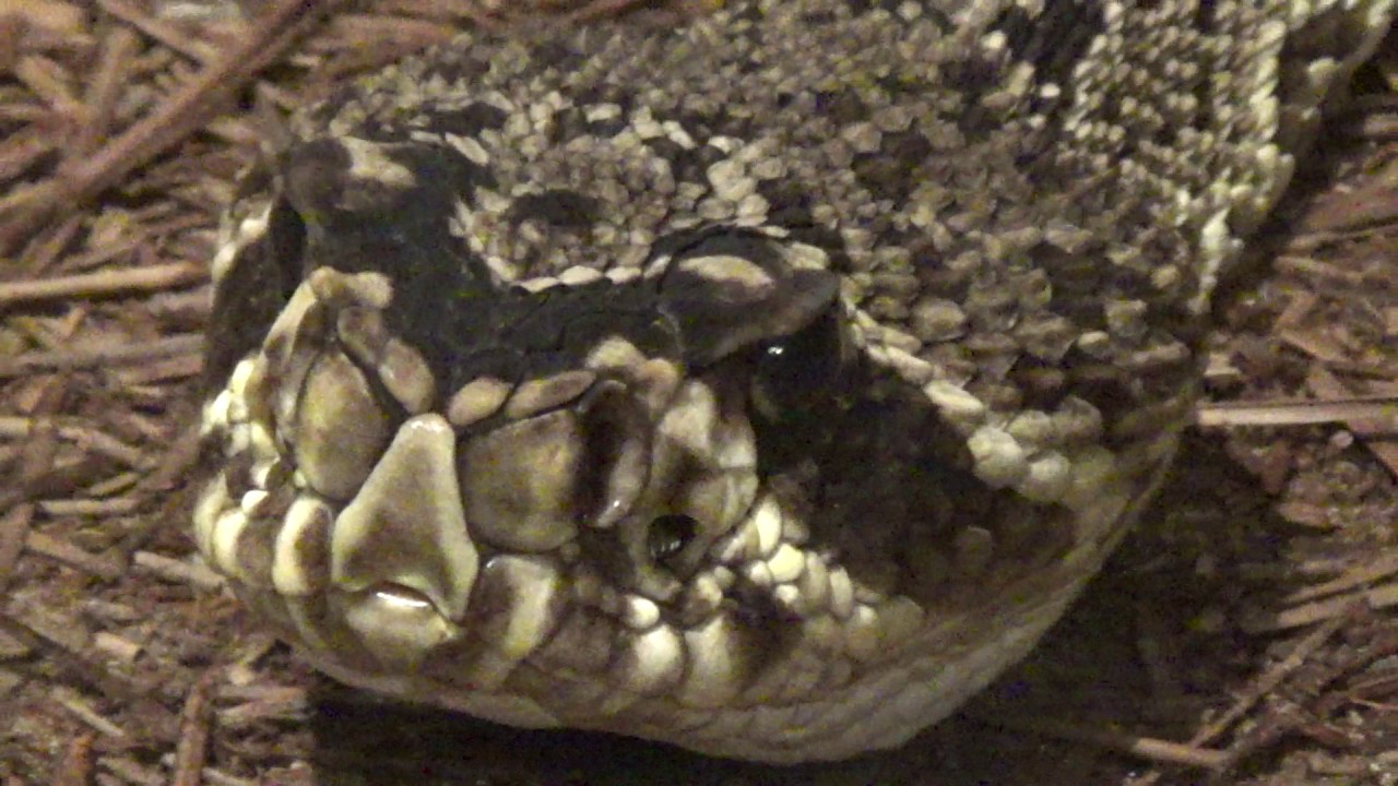 Venomous Eastern Diamondback Rattlesnake Up Close - YouTube