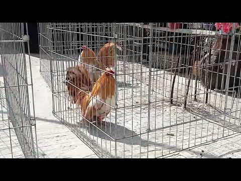 🐣criadero las margaritas 🐓🇲🇽golde - YouTube