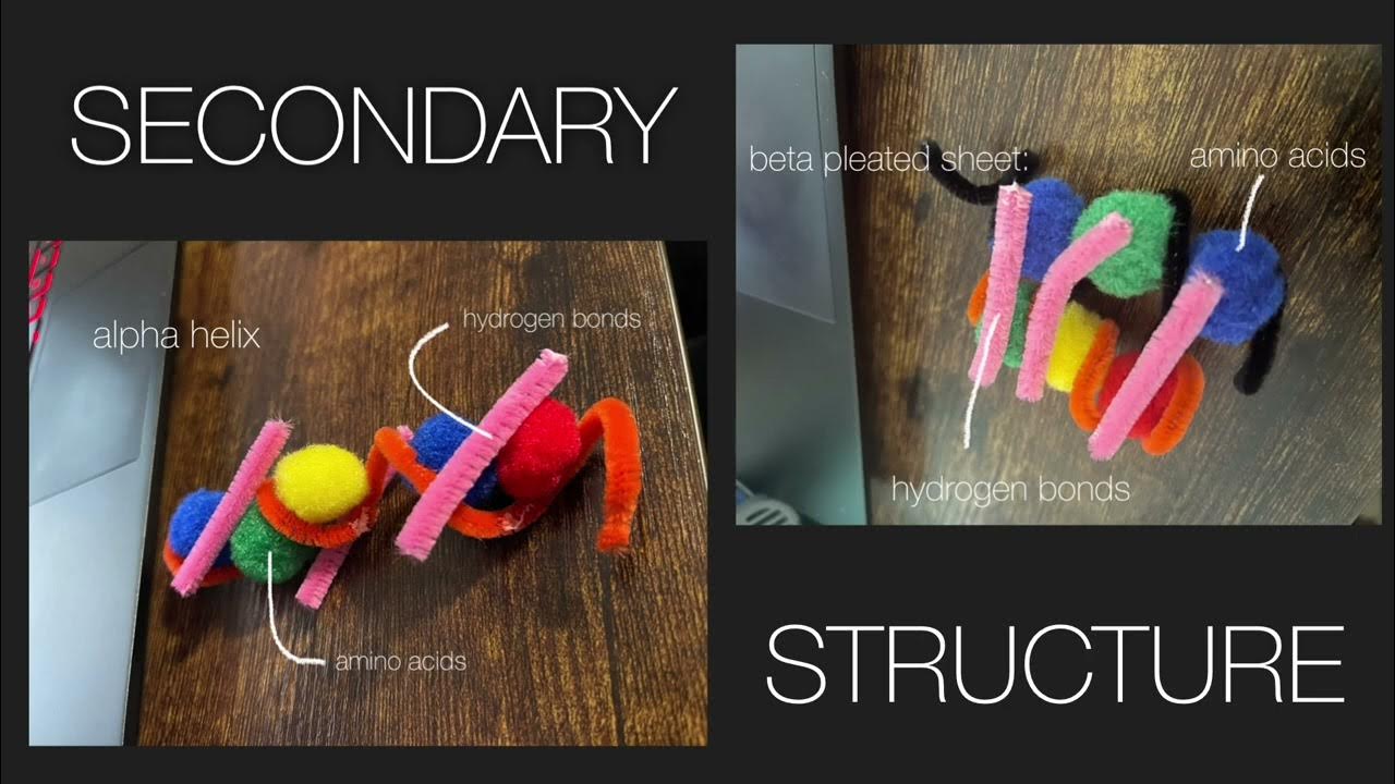 protein structure model - YouTube