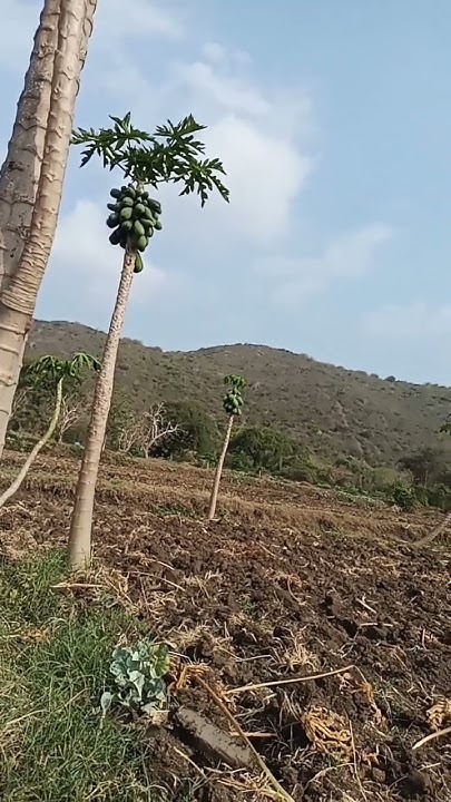 ( Mun Chandira Paunji Pindhichhi ) Hari Bhai Harena Odia Film Ra " Item Song " Cast - Pinki ...