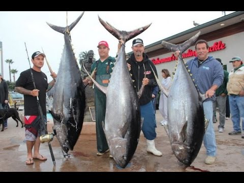 Amazing!! World biggest tuna fish catch!! - YouTube