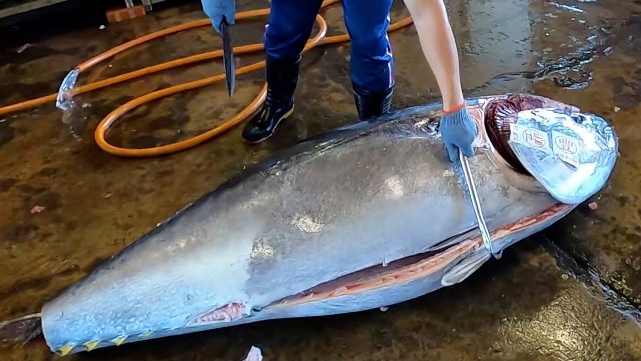 The fastest bluefin tuna cutting skill: one person can cut a 380kg tuna ...