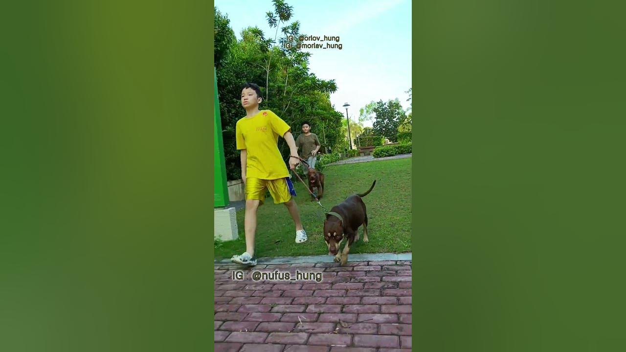 Cowok viral bawa anjing | pitbull seram kesayangan cici cantik | cewek sombong pamer pria tampan ...
