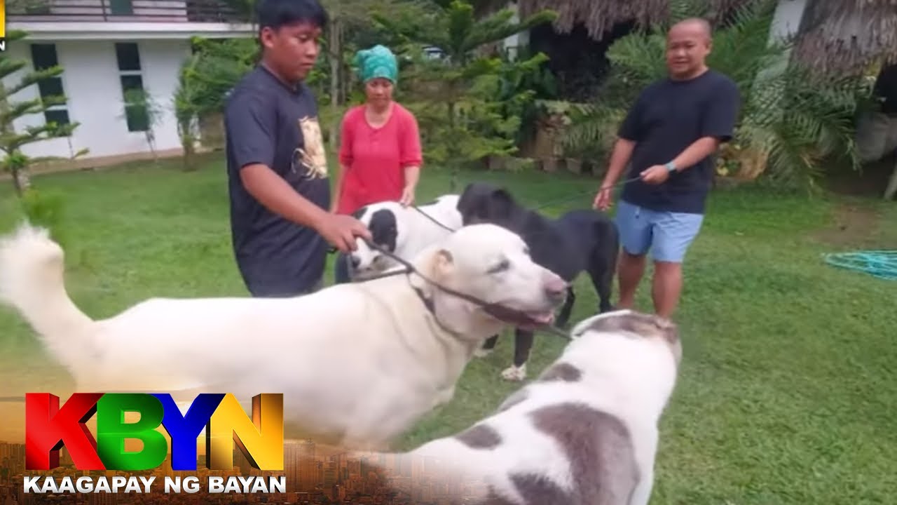KBYN: 30 naglalakihang aso inaalagaan sa isang dog farm sa Cavite - YouTube