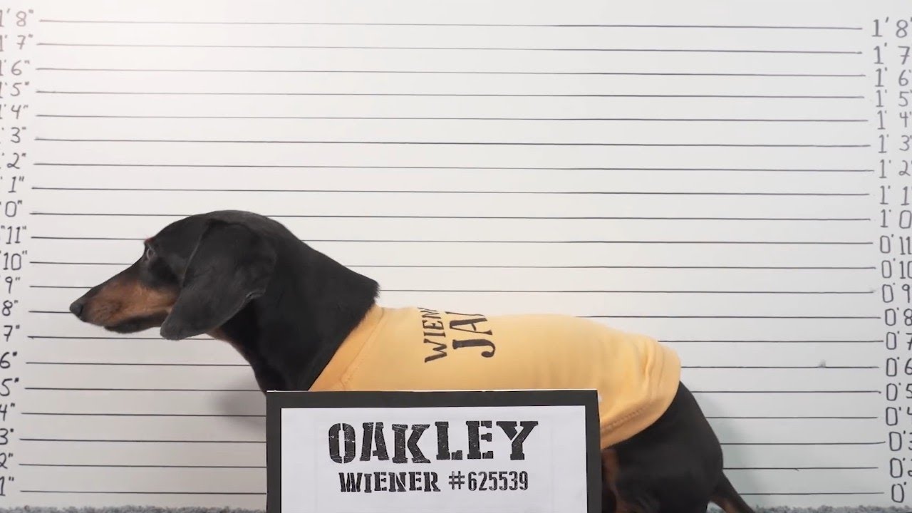 Ep 8_ WIENER DOG PRISON BREAK - Funny Dogs Escaping Jail - YouTube